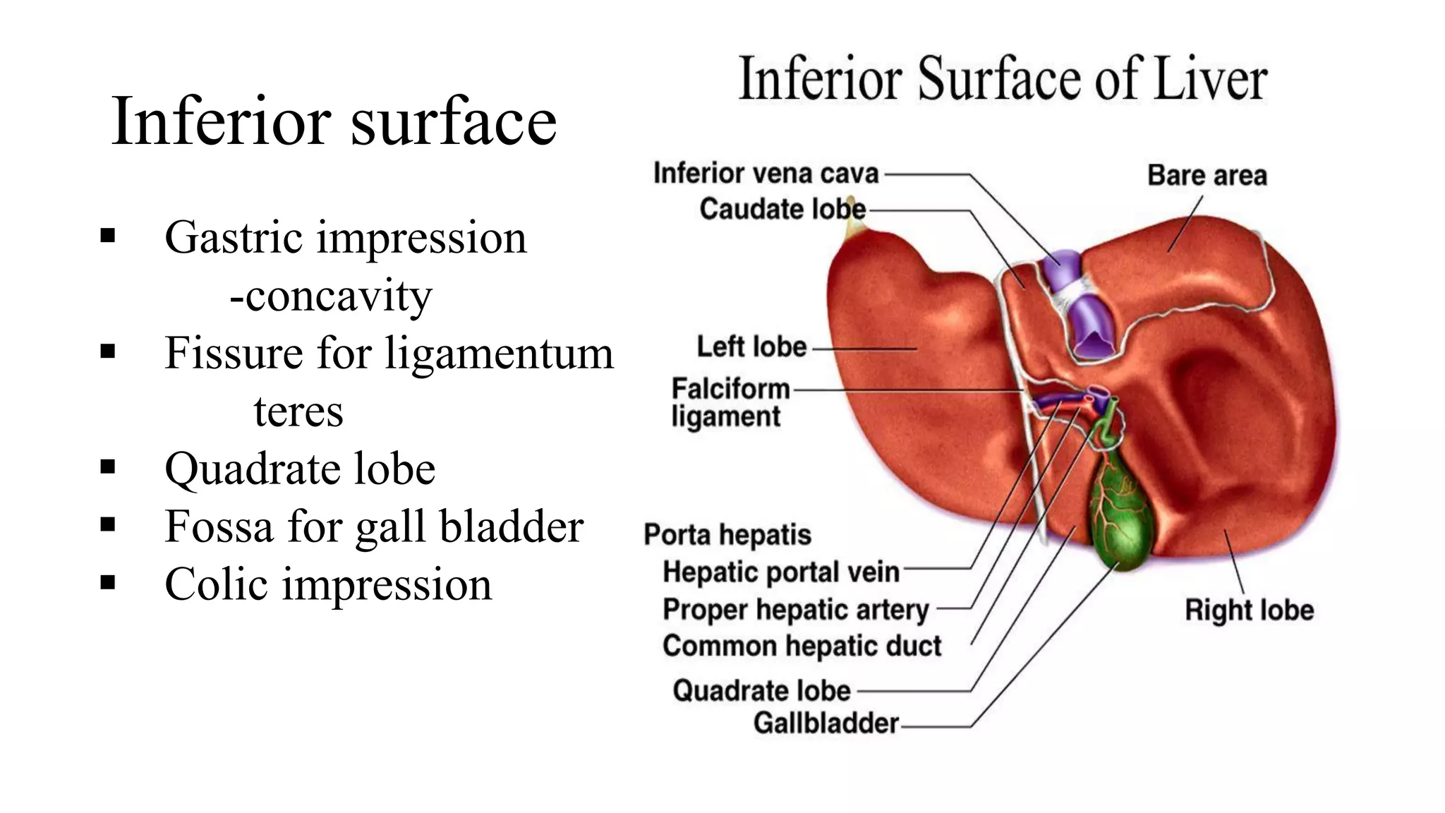 Liver anatomy (5 min lecture) naihs group_10_6_th batch | PDF