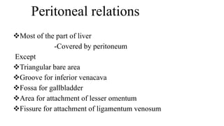 Liver anatomy (5 min lecture) naihs group_10_6_th batch | PDF