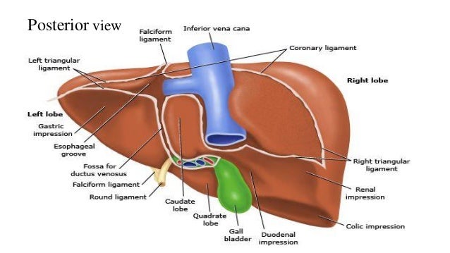 Posterior Liver Anatomy