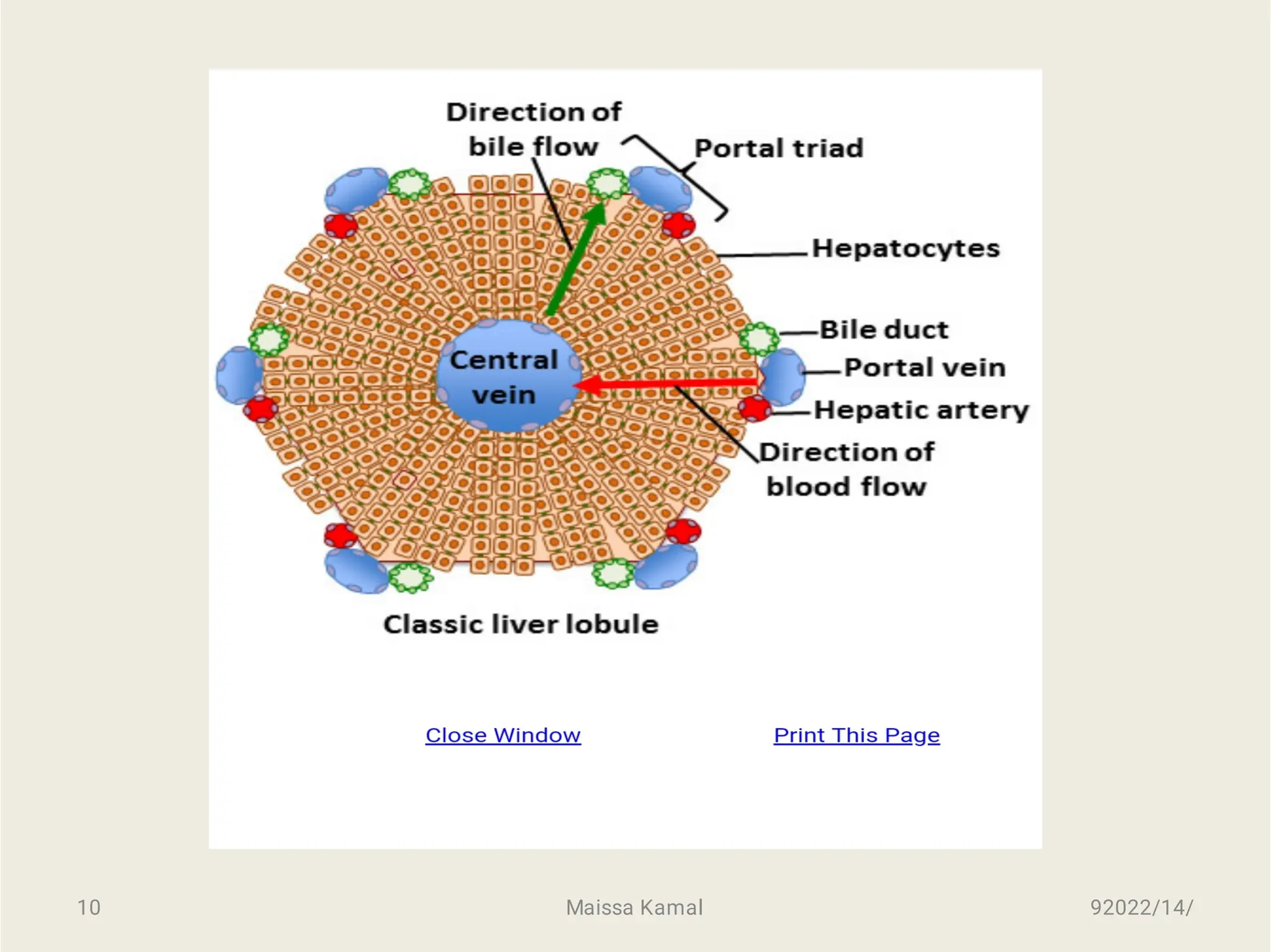liver anatomy and functions. Physiology pdf | PPT