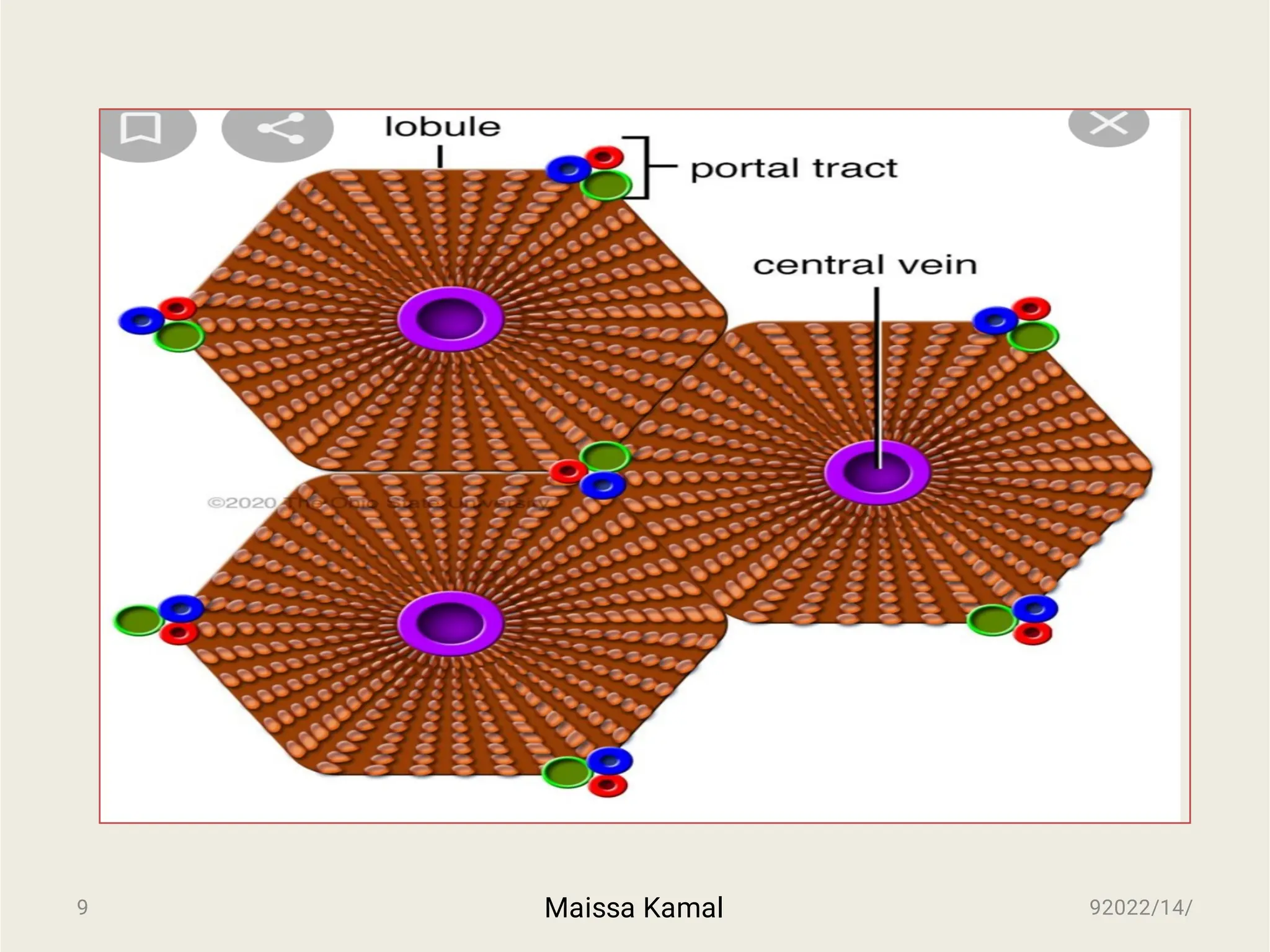 liver anatomy and functions. Physiology pdf | PPT