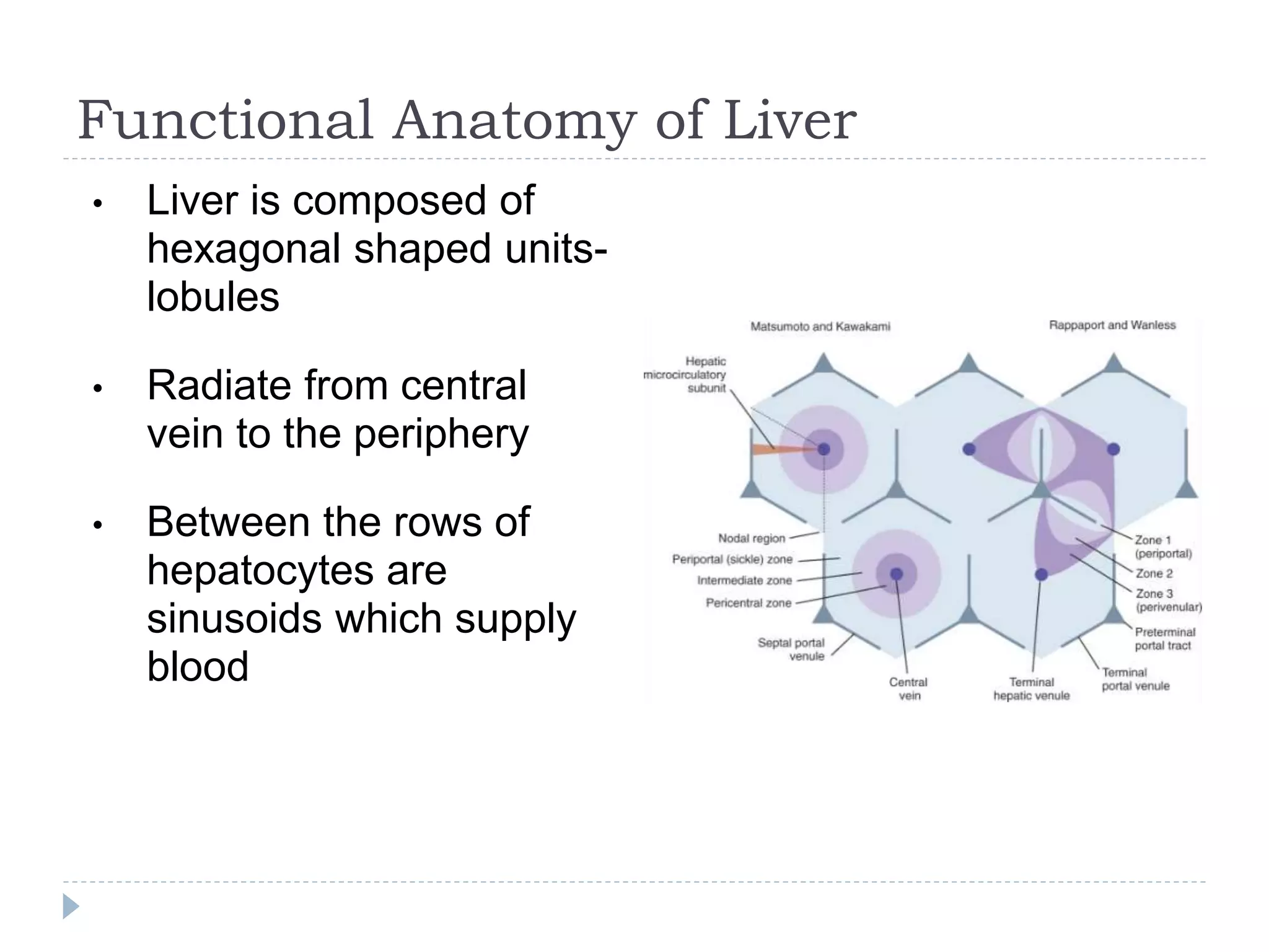 Liver anatomy and physiology | PPTX