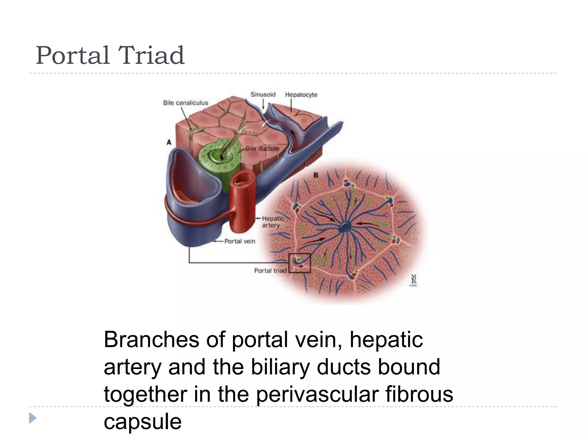 Liver anatomy and physiology | PPTX