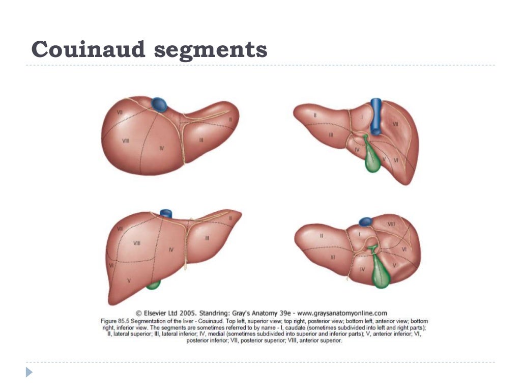 Liver Anatomy And Physiology