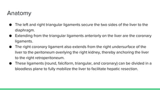 Anatomy and Physiology of the Liver and a review of Benign Hepatic ...