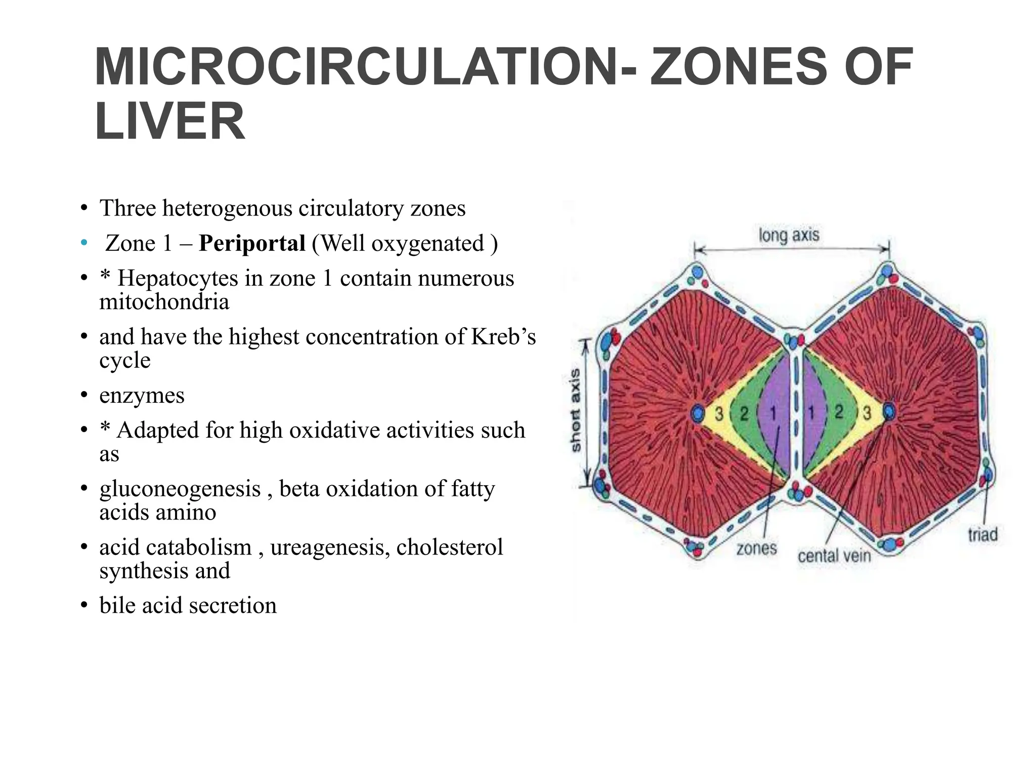 liver anatomy and physiology (1).pptbbbx | PPTX
