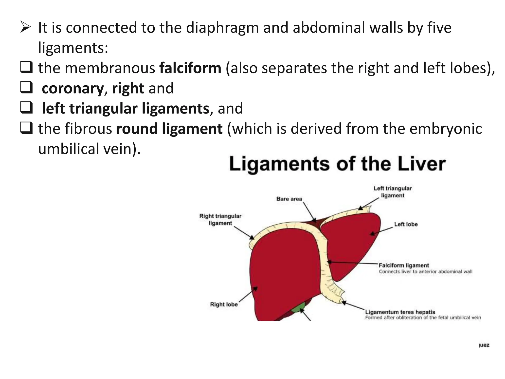 liver anatomy and physiology (1).pptbbbx | PPTX