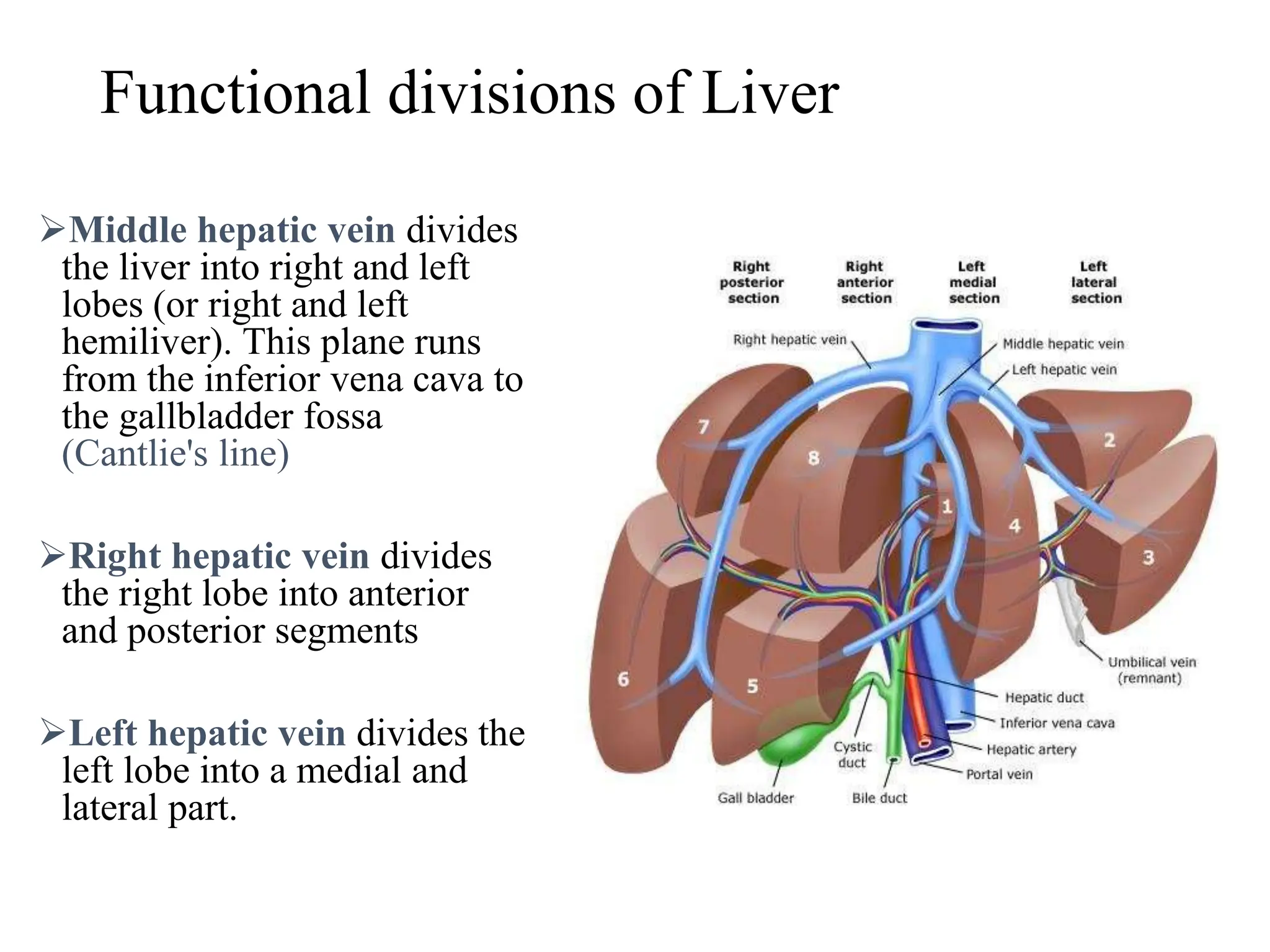 liver anatomy and physiology (1).pptbbbx | PPTX
