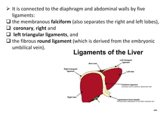 liver anatomy and physiology (1).pptbbbx | PPTX