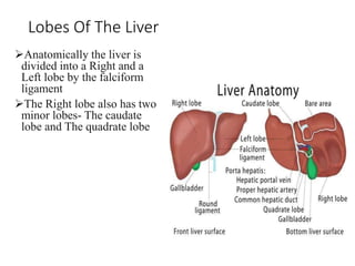 liver anatomy and physiology (1).pptbbbx | PPTX