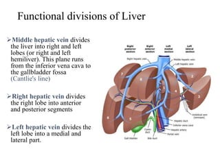 liver anatomy and physiology (1).pptbbbx | PPTX