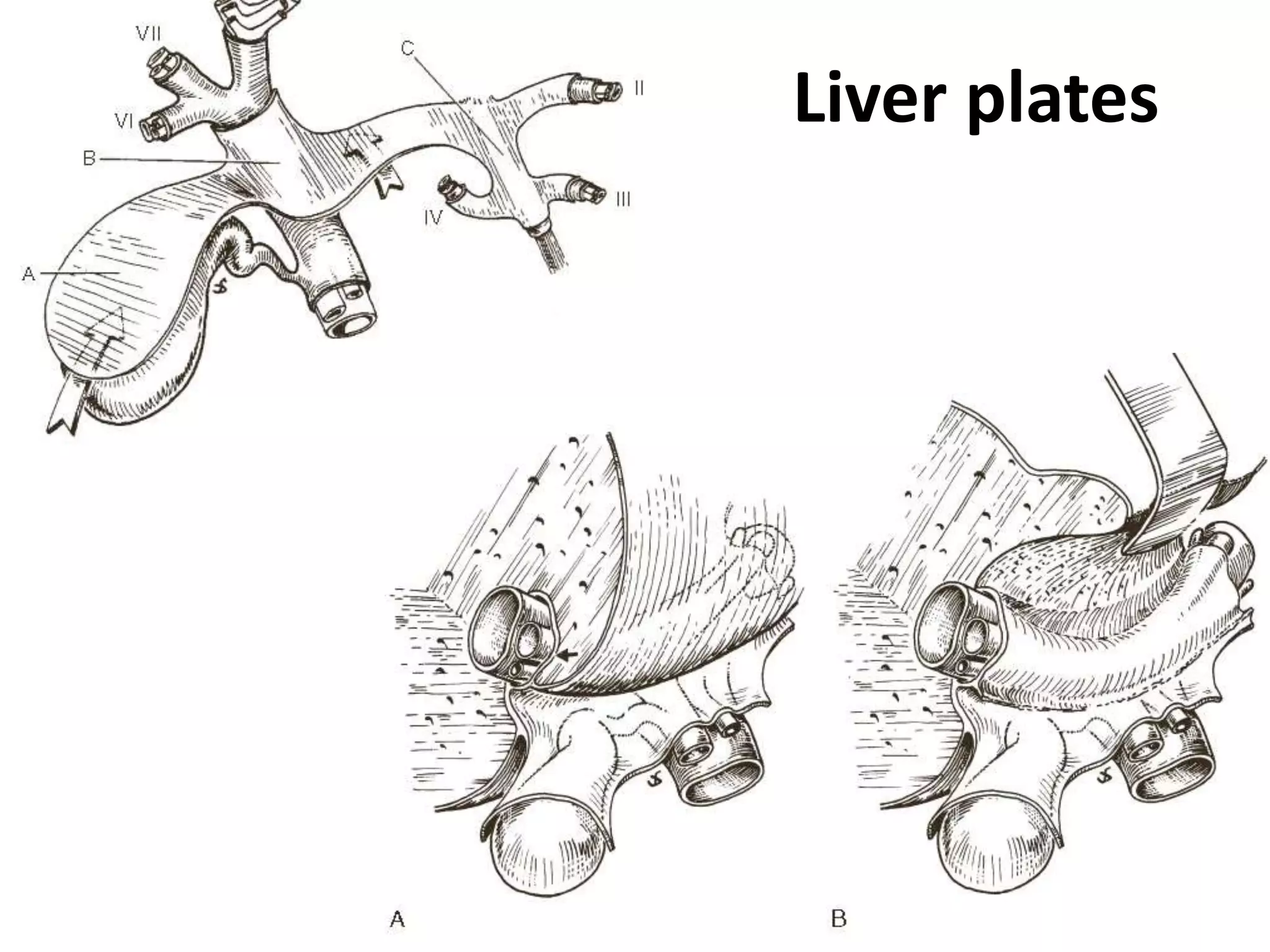 Liver anatomy - history, lobes, segments (by Armata manus) | PPTX