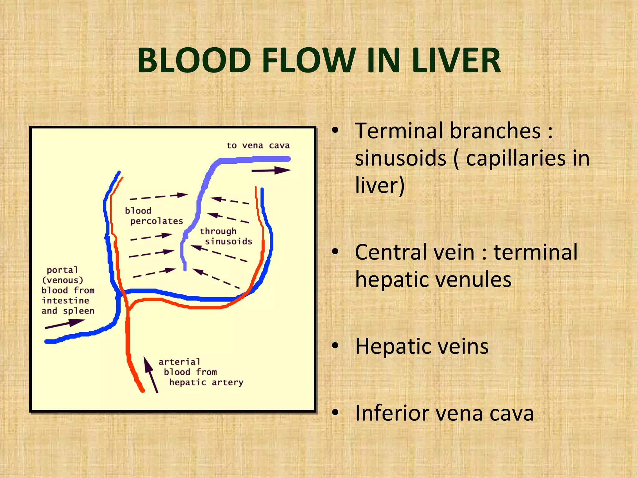 Liver anatomy, physiology and imporatance to anesthesia | PPT