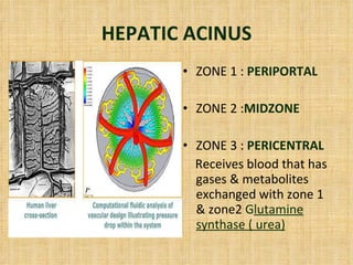Liver anatomy, physiology and imporatance to anesthesia | PPT