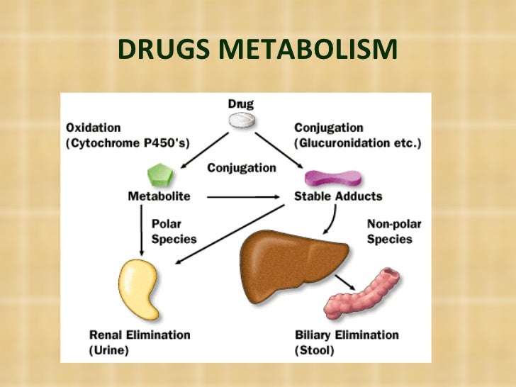 Liver anatomy, physiology and imporatance to anesthesia