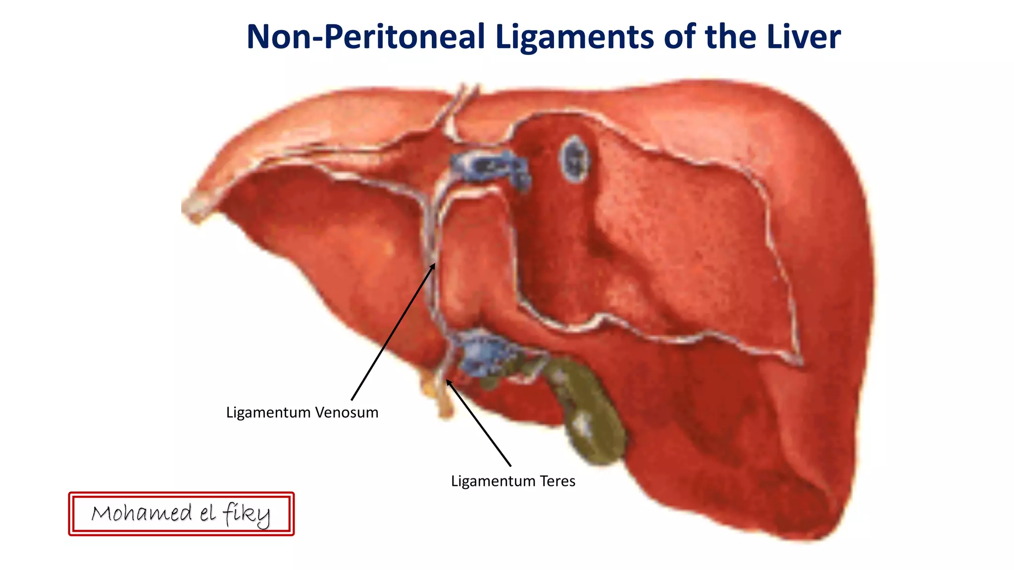 anatomy of Liver and biliary system | PDF