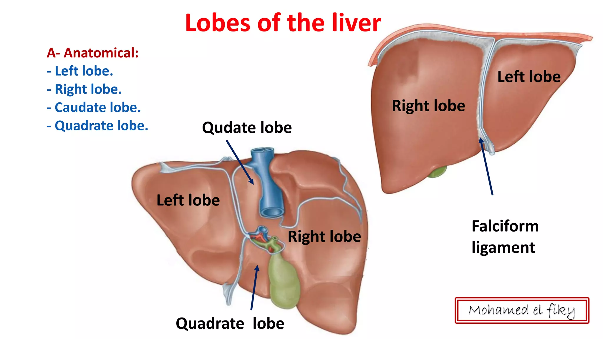 anatomy of Liver and biliary system | PDF