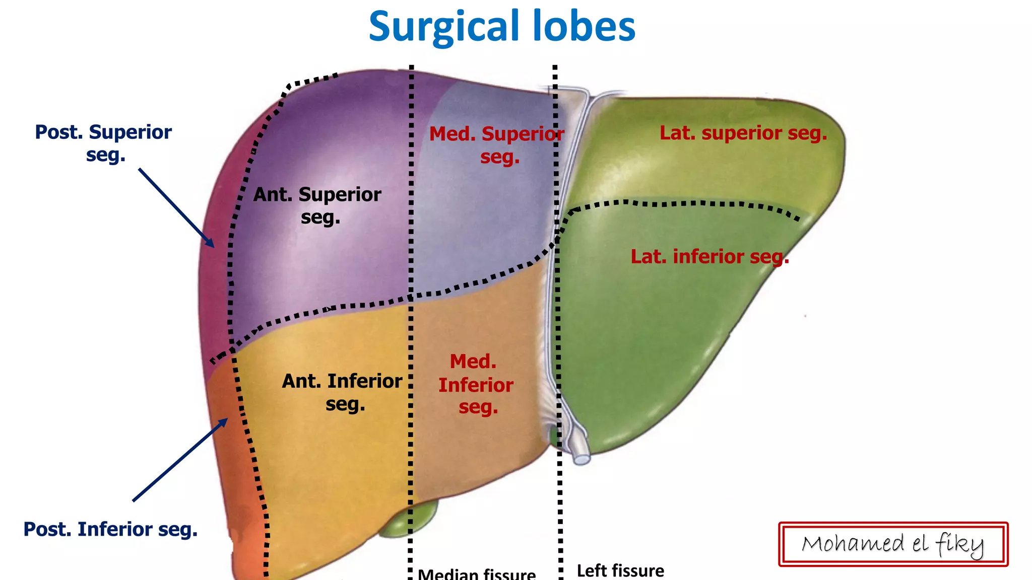 anatomy of Liver and biliary system | PDF