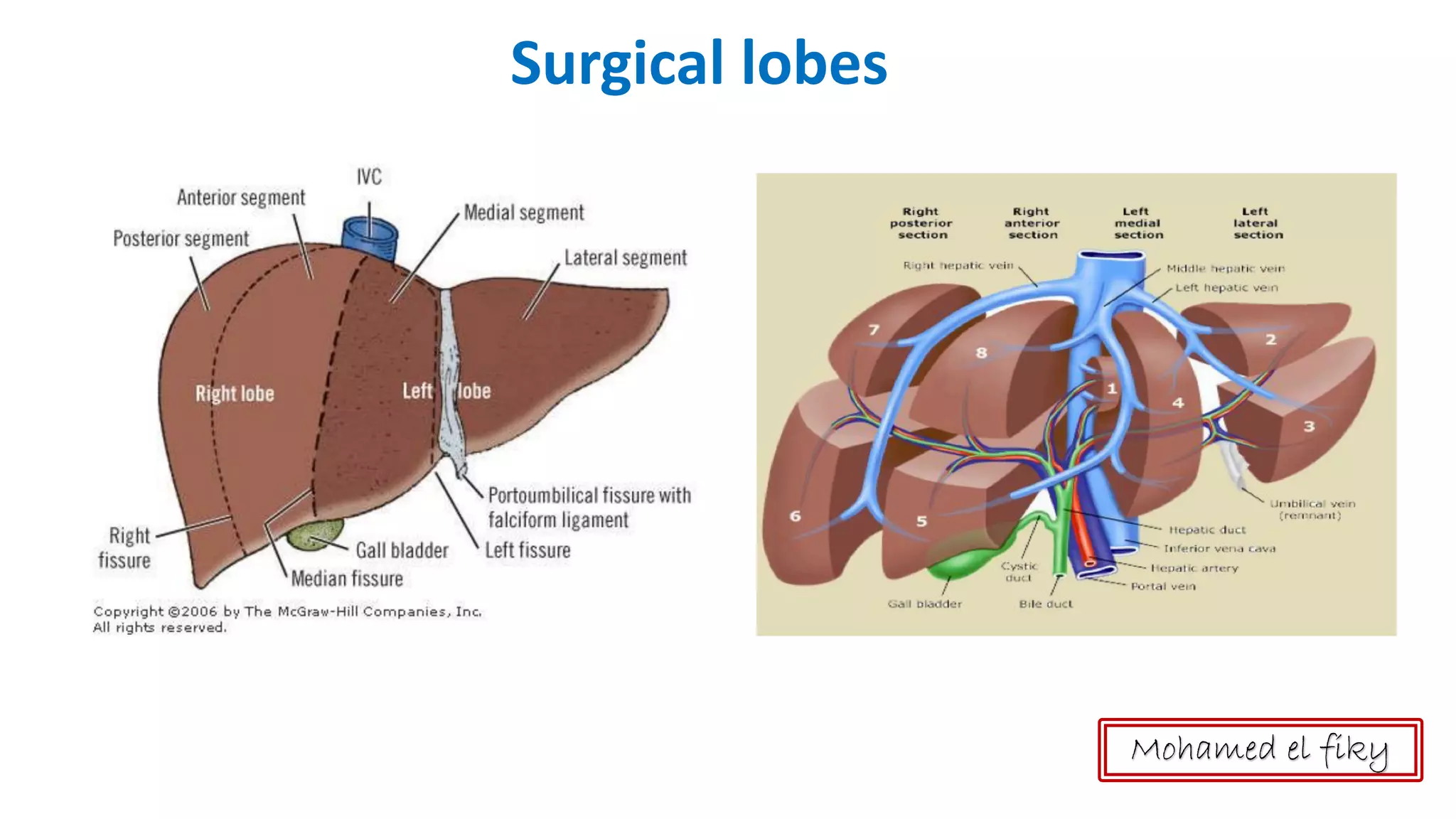 anatomy of Liver and biliary system | PDF