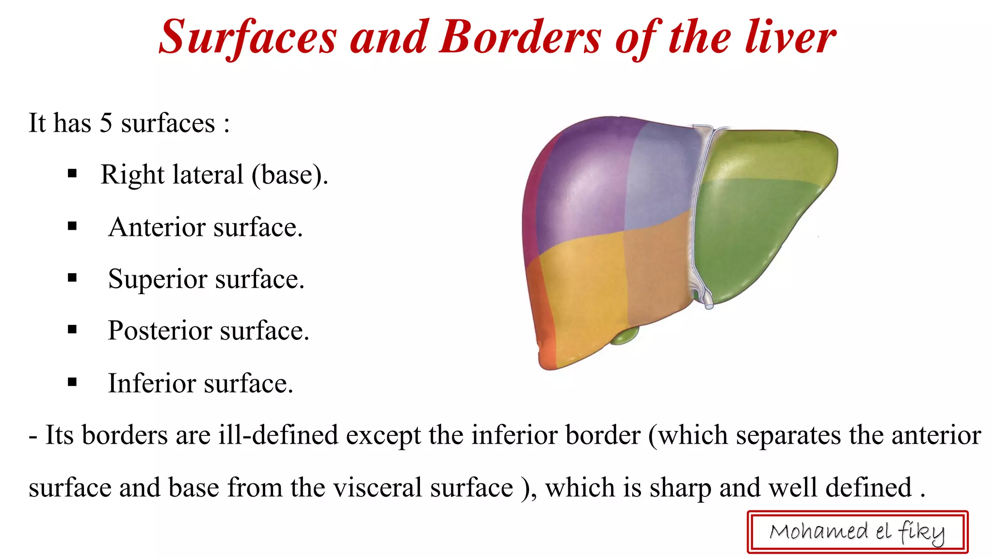 anatomy of Liver and biliary system | PDF