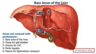 anatomy of Liver and biliary system | PDF