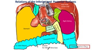 anatomy of Liver and biliary system | PDF