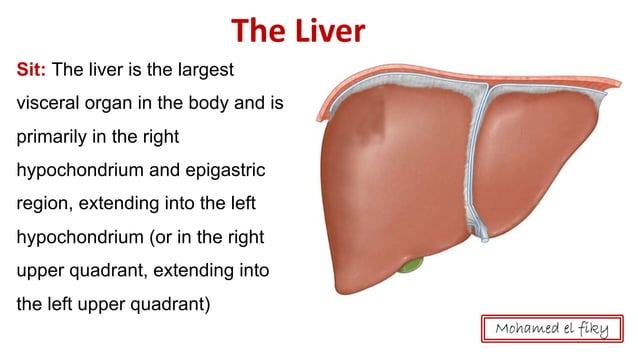 anatomy of Liver and biliary system | PDF