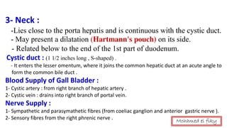 anatomy of Liver and biliary system | PDF