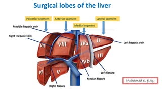 anatomy of Liver and biliary system | PDF