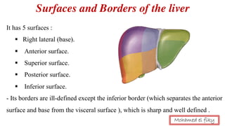 anatomy of Liver and biliary system | PDF