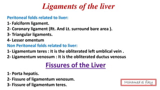anatomy of Liver and biliary system | PDF