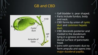 Liver and biliary tract - Normal anatomy and Imaging techniques.pptx