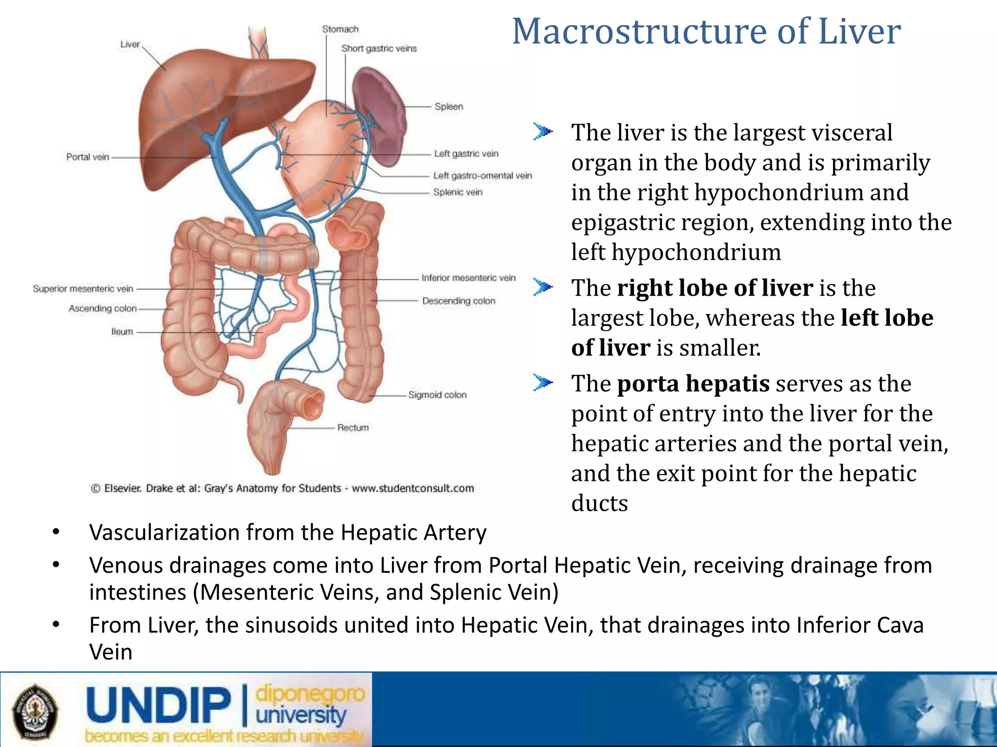Liver and biliary tract pathology | PPTX