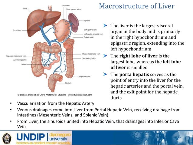 Liver and biliary tract pathology | PPTX | Blood Disorders | Diseases ...