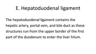 Hepatoduodenal Ligament Cross Section
