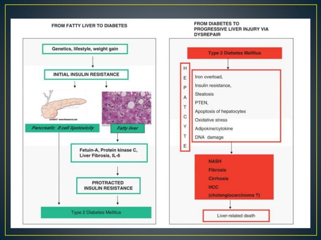 Liver and endocrine system | PPTX | Thyroid Disorders | Endocrine and ...