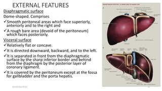 Liver and Extrahepatic apparatus.pdf