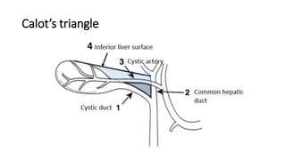 Liver and Extrahepatic biliary apparatus_July2023.pptx