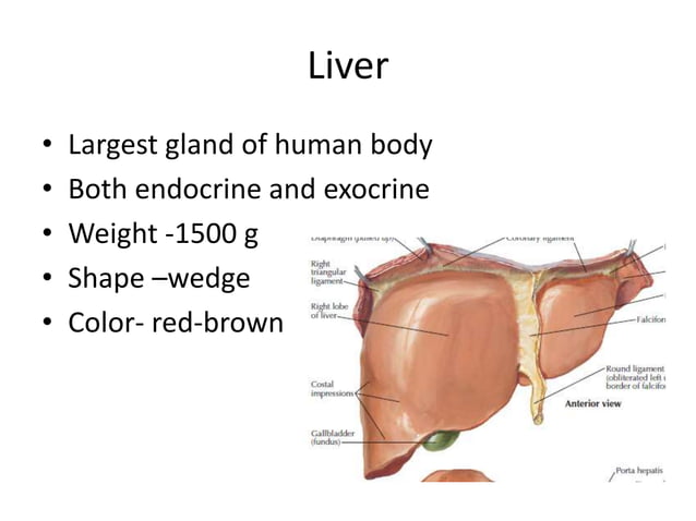 liver and gall bladder.ppsx