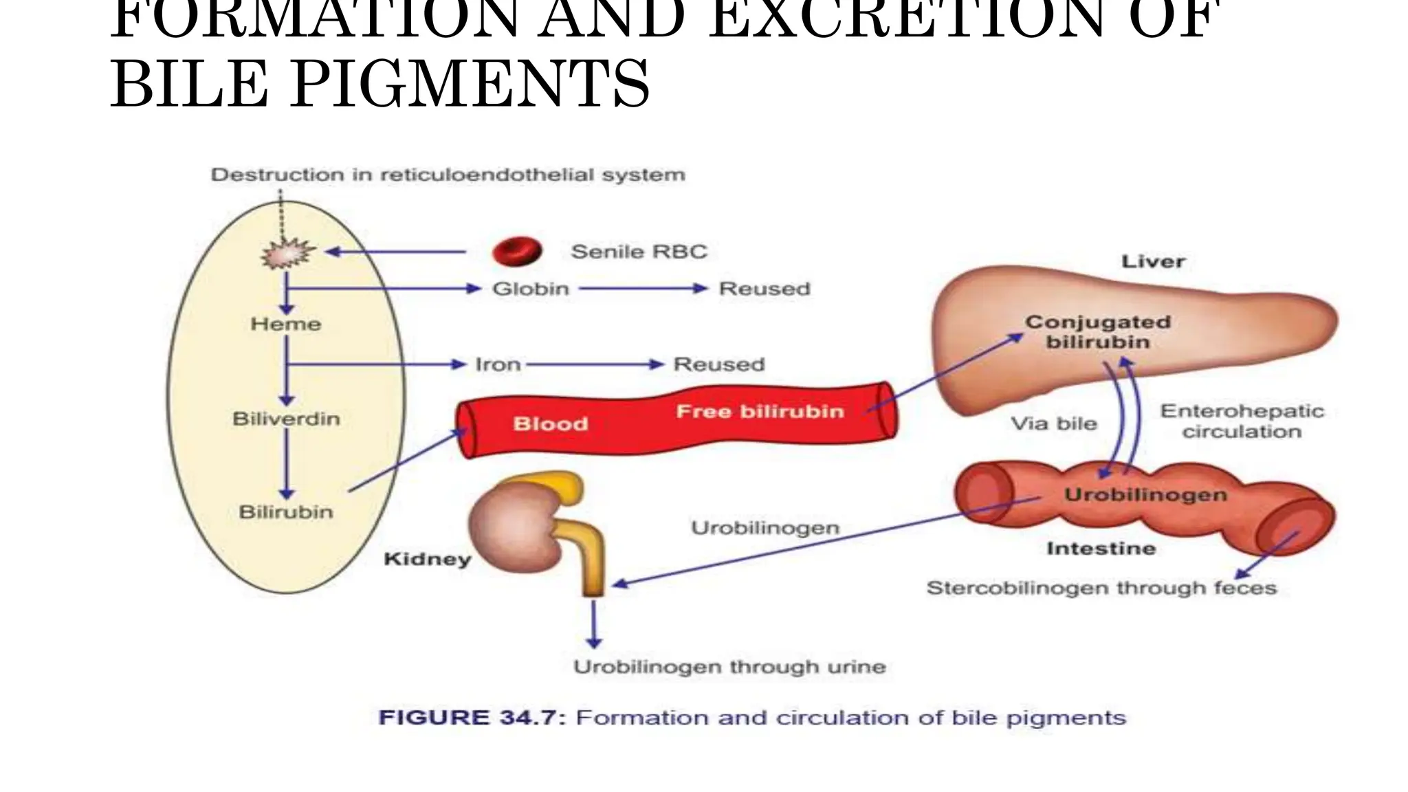 LIVER AND GALL BLADDER.pptx DIGESTIVE SYSTEM | PPTX