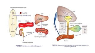 LIVER AND GALL BLADDER.pptx DIGESTIVE SYSTEM | PPTX