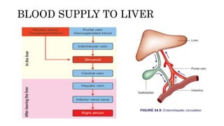 LIVER AND GALL BLADDER.pptx DIGESTIVE SYSTEM | PPTX