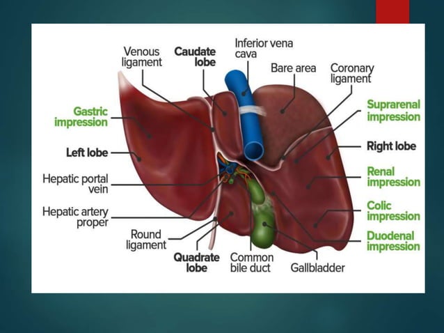 ANATOMY AND PHYSIOLOGY OF LIVER AND GALL BLADDER | PPTX | Digestive ...