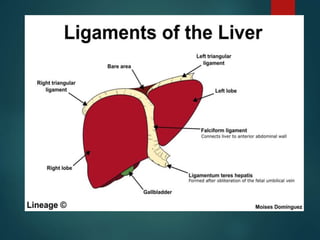 ANATOMY AND PHYSIOLOGY OF LIVER AND GALL BLADDER | PPTX
