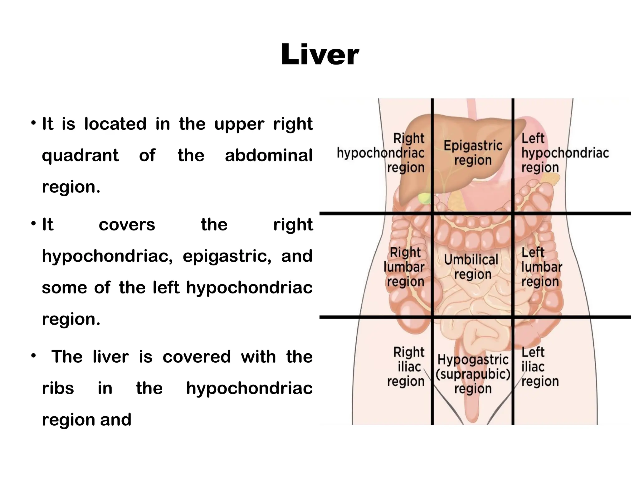 Digestive Powerhouses: Liver, Gallbladder, and Pancreas for Nursing ...