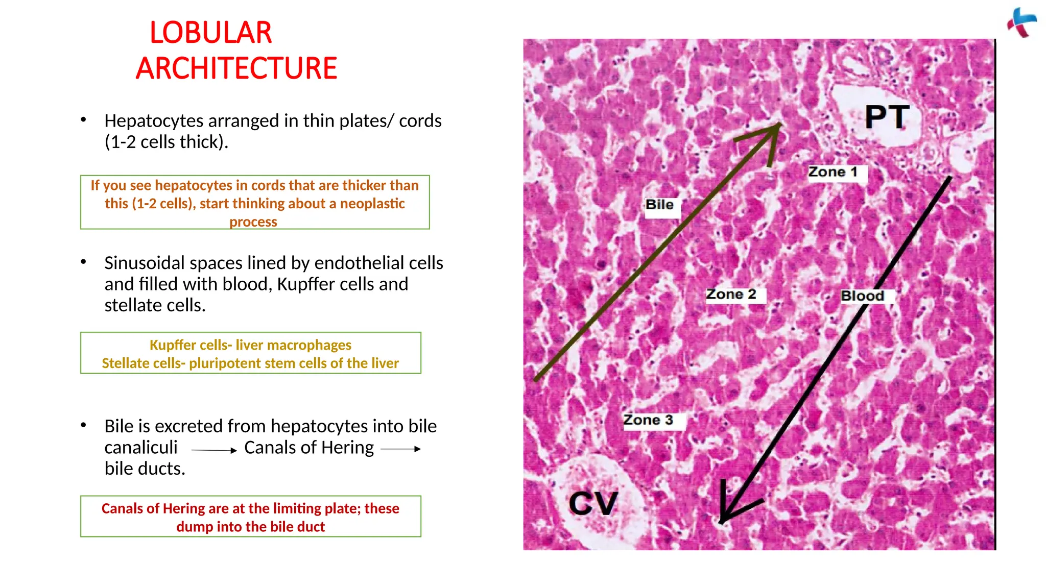 Fundamentals of LIVER pathology [Autosaved].pptx