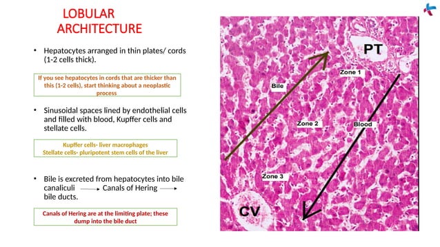Fundamentals of LIVER pathology [Autosaved].pptx
