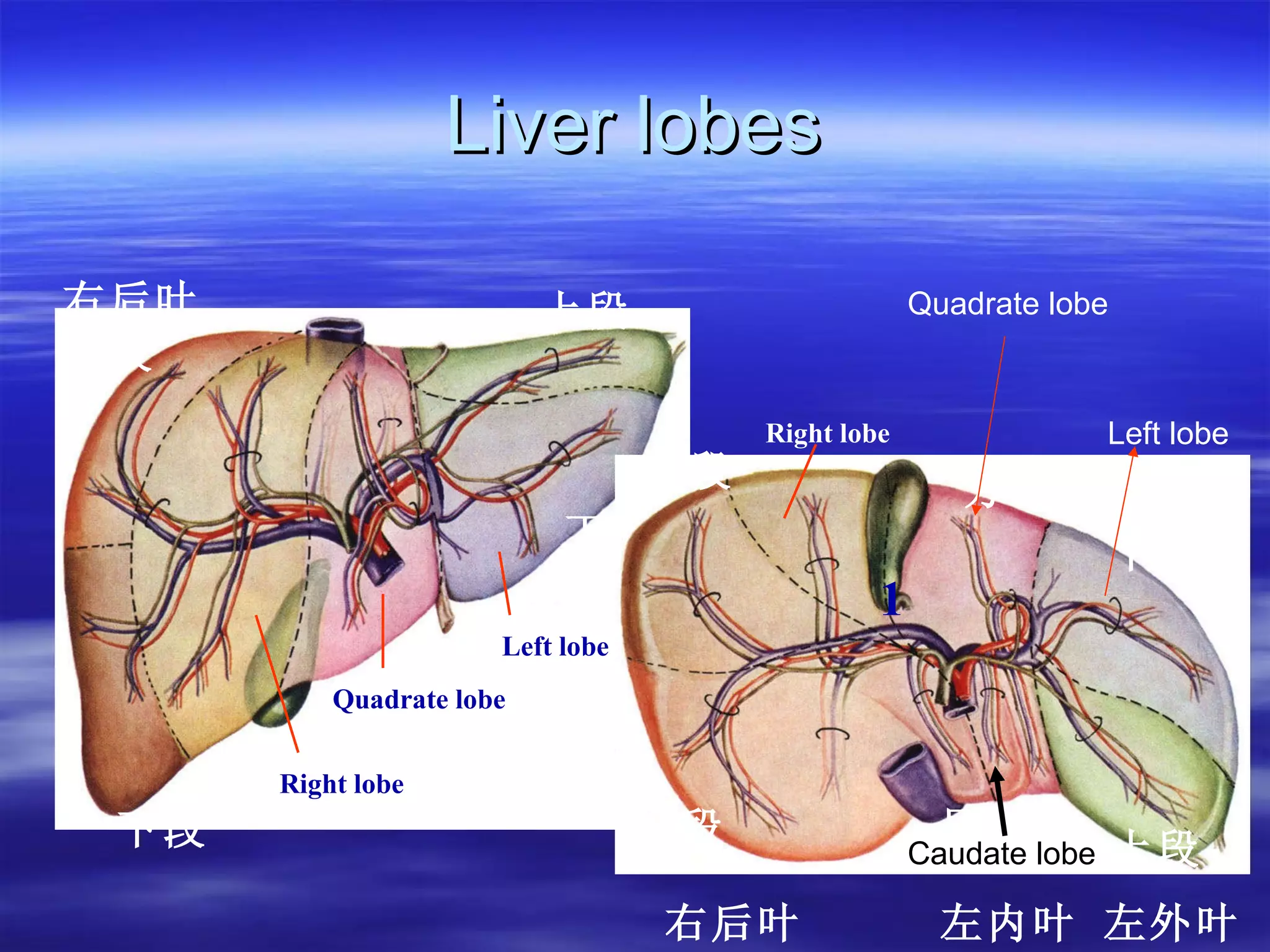 Liver,bile duct,pancreas and spleen | PPT