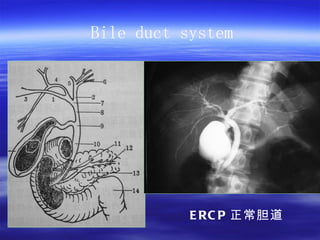 Liver,bile duct,pancreas and spleen | PPT