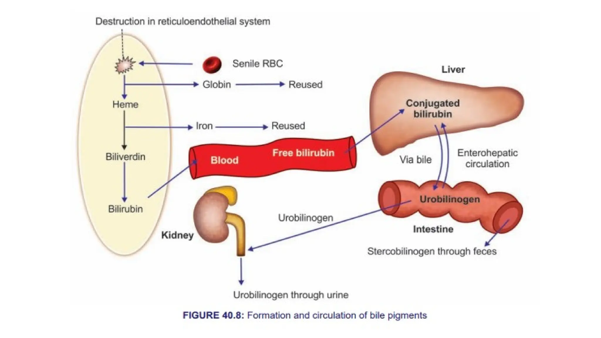 FUNCTION OF LIVER, BILE & GALLBLADDER.pptx